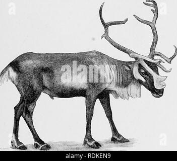 Male and female musk deer Stock Photo - Alamy