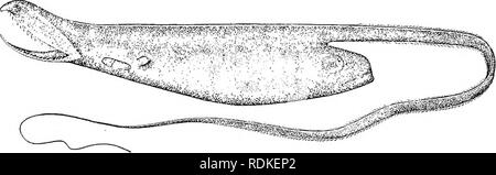 . The Cambridge natural history. Zoology. PHARYNX AND GILL-CLEFTS 121 ...