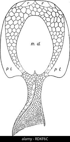 . The Cambridge natural history. Zoology. OSTRACODERMI OSTEOSTRACI 529 ...