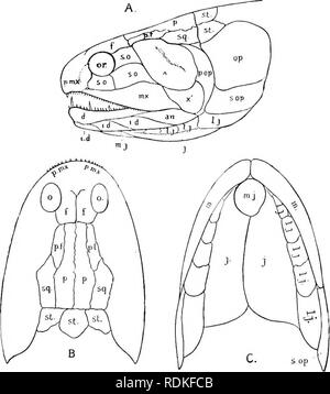 . The Cambridge natural history. Zoology. 274 HIPPOPOTAMUS jaw, and ...