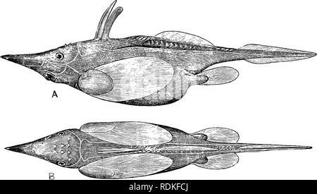 . The Cambridge natural history. Zoology. ELASMOBRANCHII BATOIDEI 463 ...