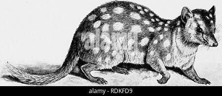 . The Cambridge natural history. Zoology. 2 80 ORTHOPTERA eyes ...
