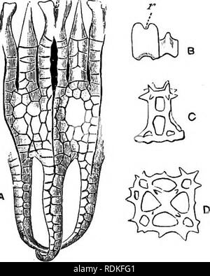 . The Cambridge natural history. Zoology. ANATOMY OF A STARFISH ...