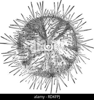 . The Cambridge natural history. Zoology. ANATOMY OF A STARFISH ...