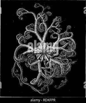 . The Cambridge natural history. Zoology. Flo. ytf.—Hexasters. B ...