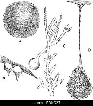 . The Cambridge natural history. Zoology. 358 COELENTERATA ANTHOZOA the ...