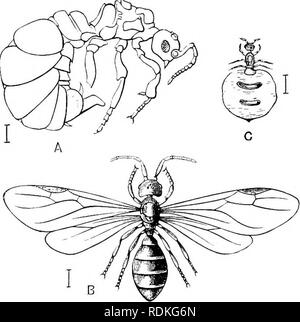 . The Cambridge natural history. Zoology. i6o PROTOZOA. ycvao 7.0t ...