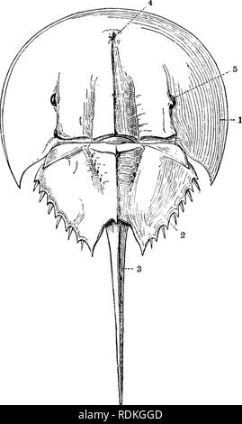 . The Cambridge natural history. Zoology. 152 FISHES In Fishes the ...