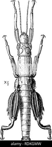 . The Cambridge natural history. Zoology. 274 HIPPOPOTAMUS jaw, and ...