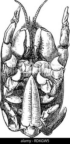 . The Cambridge natural history. Zoology. PAGURIDEA EVOLUTION OF HERMIT ...