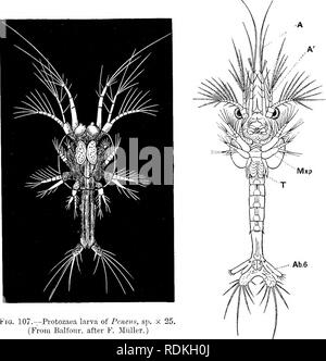 . The Cambridge natural history. Zoology. i6o PROTOZOA. ycvao 7.0t ...