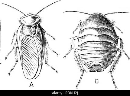 . The Cambridge natural history. Zoology. CHAPTEE VI EXTERNAL ...