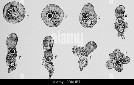 AMOEBA (AMOEBA PROTEUS) SHOWING ECTOPLASM, ENDOPLASM, NUCLEUS Stock ...