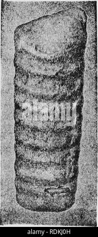 Fossils in limestone pavement Stock Photo - Alamy