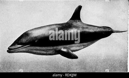 . Mammals of other lands;. Mammals. DUGONGS, MANATEES, WHALES ...