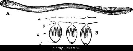 This diagram from 'Zoology for Students and General Readers ...