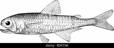 . A guide to the study of fishes. Fishes; Zoology; Fishes. The Grayling ...