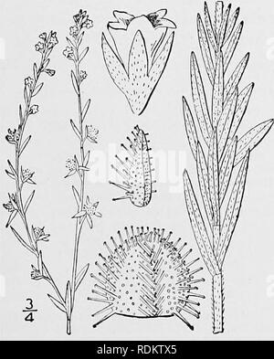 Lappula myosotis Moench Lappula myosotis Moench Stock Photo - Alamy