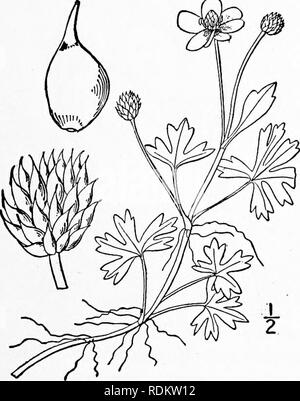 Ranunculus multifidus Ranunculus multifidus Stock Photo - Alamy