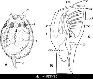 . The Cambridge natural history. Zoology. ANATOMY OF A STARFISH ...