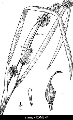 Leaves of Northern Bur-Reed (Sparganium hyperboreum) floating in ...