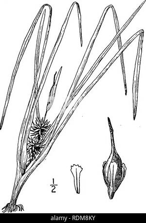 Leaves of Northern Bur-Reed (Sparganium hyperboreum) floating in ...