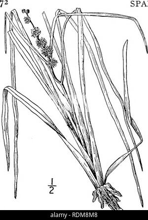 Leaves of Northern Bur-Reed (Sparganium hyperboreum) floating in ...