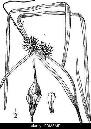 Leaves of Northern Bur-Reed (Sparganium hyperboreum) floating in ...