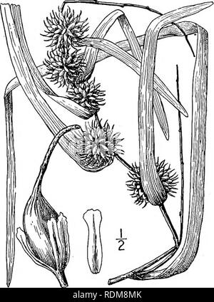 Leaves of Northern Bur-Reed (Sparganium hyperboreum) floating in ...