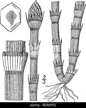 Equisetum fluviatile L Equisetum fluviatile L Stock Photo - Alamy