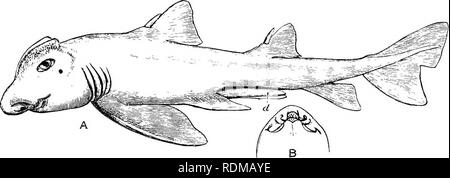 . The Cambridge natural history. Zoology. ELASMOBRANCHII ICHTHYOTOMI ...