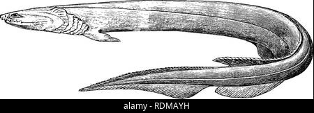 . The Cambridge natural history. Zoology. VERTEBRAL COLUMN 195 (Jiaemal ...