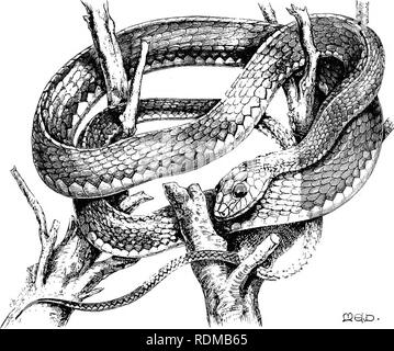 Colubrine Snakes (Colubrinae Stock Photo - Alamy