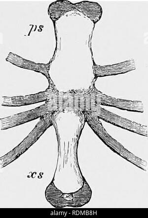 . The Cambridge natural history. Zoology. RIBS AND STERNUM are ...