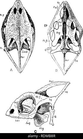 The unique eye structure of the Chameleon can be seen, A turret eye ...