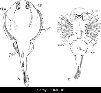 The anatomy of fish, Respiratory organs. Gills of a pike. Organs are ...