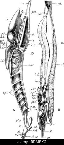 . The Cambridge natural history. Zoology. ALIMENTARY CANAL 253 and the ...
