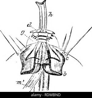 . The Cambridge natural history. Zoology. PHARYNX AND GILL-CLEFTS 121 ...