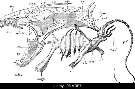 . The Cambridge natural history. Zoology. PECTORAL AND PELVIC GIRDLES ...