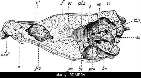 . The Cambridge natural history. Zoology. SKULL 221 the depression of ...