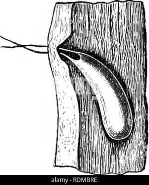 . The Cambridge natural history. Zoology. 274 HIPPOPOTAMUS jaw, and ...