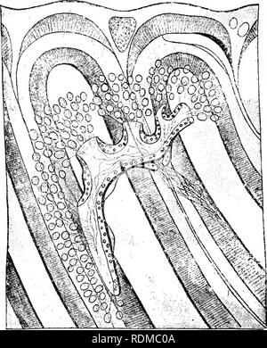 . The Cambridge natural history. Zoology. PHARYNX AND GILL-CLEFTS 121 ...