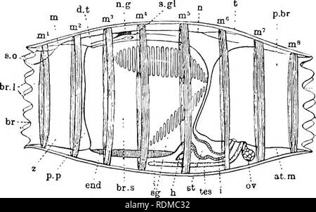 . The Cambridge natural history. Zoology. 96 INSECTS divided mentum ...