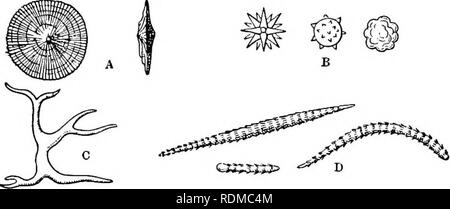 . The Cambridge natural history. Zoology. ASCIDIAE SIMPLICES ASCIDIIDAE ...