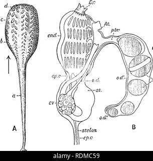 . The Cambridge natural history. Zoology. ASCIDIAE SIMPLICES ASCIDIIDAE ...