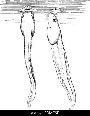 . The Cambridge natural history. Zoology. TADPOLES 57 gill-chamber and ...
