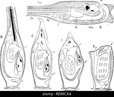 . The Cambridge natural history. Zoology. PHARYNX AND GILL-CLEFTS 121 ...