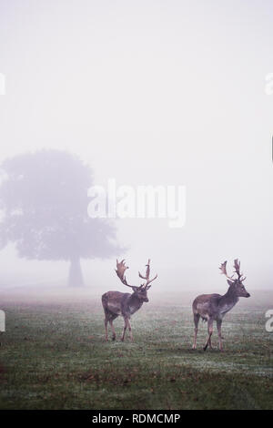 Stags in park on a misty morning, tree in background Stock Photo - Alamy