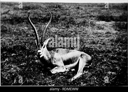 photo of a group of Sable Antelope Stock Photo - Alamy