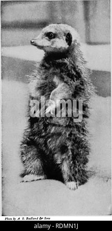 . Mammals of other lands;. Mammals. THE CAT TRIBE 6i and it is ...